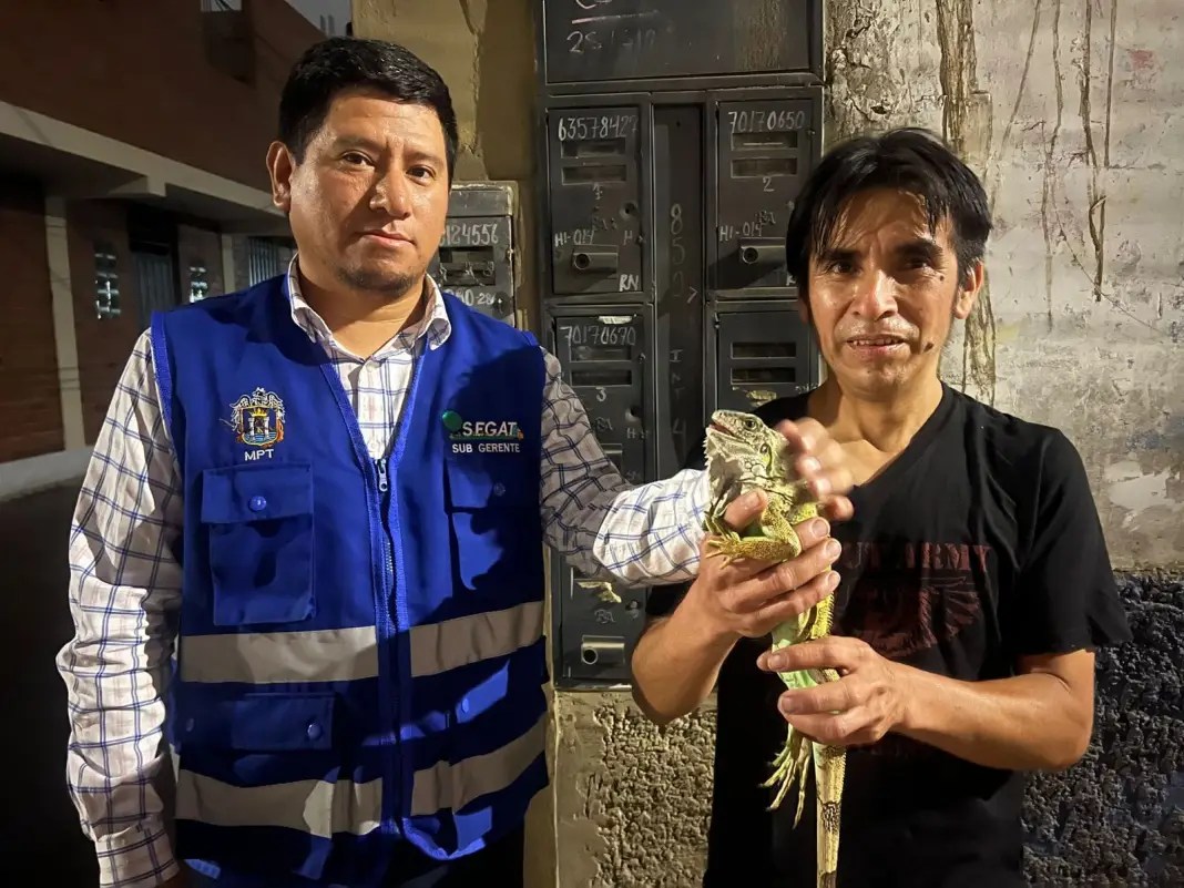 Trujillo. Rescate a iguana perdida – Proloquios